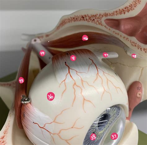 Spinal Cord Nerves Eyes Blanks 5 Diagram Quizlet