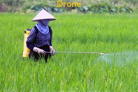 Các giai đoạn phun thuốc cho lúa để bảo vệ mùa màng năng suất iDrone
