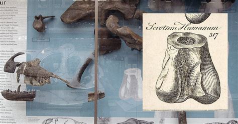 When Megalosaurus Was Almost Called Scrotum Padeye