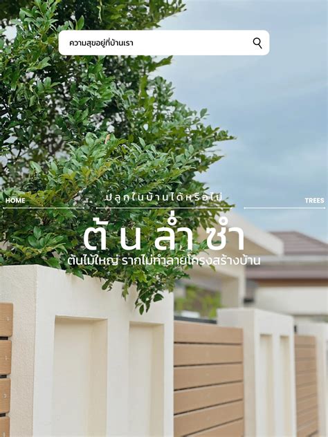 ปลูกต้นล่ำซำ ในรั้วบ้านได้หรือไม่ ⁉️ แกลเลอรีที่โพสต์โดย Bangearn