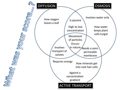 Osmosis And Diffusion Venn Diagram Diffusion And Osmosis Osmosis