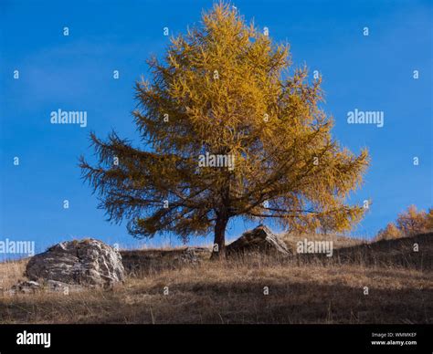 Tree Sky Background Hi Res Stock Photography And Images Alamy