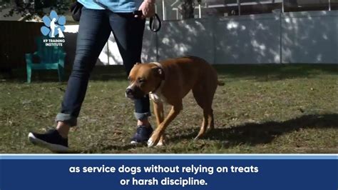 K9ti Dog Training Workshop Short Version Youtube