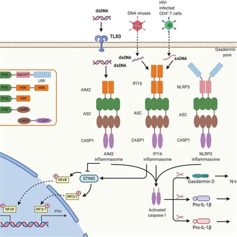 Inflammasome Mediated Signal Transduction Pathway The Dna Sensor Aim2