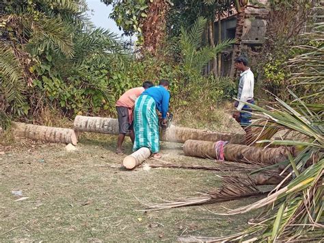 Tree Cutting Image In Village Editorial Photo Image Of Lawn Time