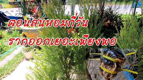 ตอนสนหอมกี่วันรากออกเยอะพอตัดปลูกได้ สนหอม ไม้ประดับ การตอนกิ่ง ไม้