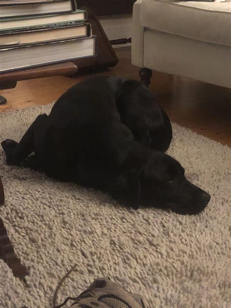 Looks comfortable : r/Blacklabs