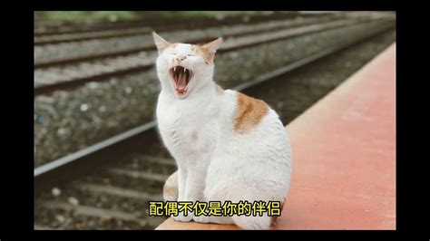 【清風閒談】當你老了，躺在病床上就會明白：這世上最親的，只有三個人 Youtube