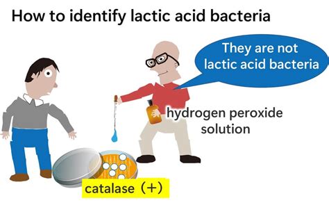 How Do We Distinguish Lactic Acid Bacteria From Other Gram Positive