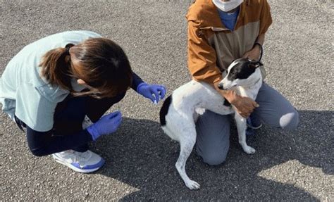 狂犬病予防注射 Satoshiブログ