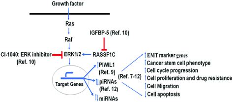 Hypothetical Model Previous And Current Mirna Work Suggest That
