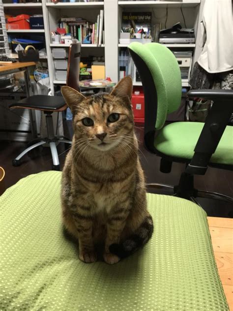 静岡県伊東市八幡野周辺で猫を探しています ネコサーチ 迷子猫と保護情報の専用掲示板