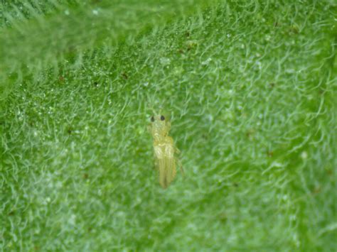 Pest Polygon Instance Segmentation Dataset By Melon Pest