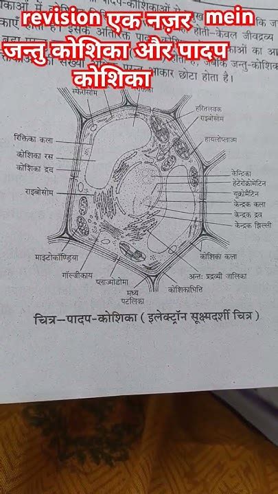 Plant Cell Diagram Padap Koshika Ka Chitra Animal Cell Diagram Jantu
