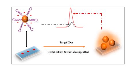Electrochemiluminescence Biosensor For Human Papillomavirus Dna Based On Nanoparticle Charge