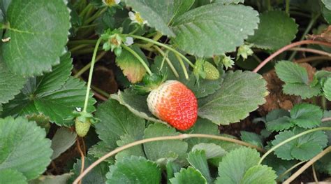 Bare Root Strawberries How And When To Plant Them Plants Strawberry