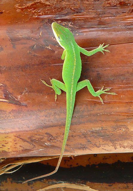 Green Gecko On The Big Island Of Hawaii