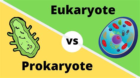 Prokaryotes And Eukaryotes Differences And Similarities