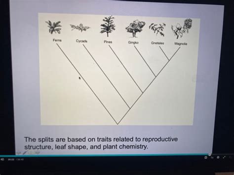 Plants And Food Transportation In Plants Flashcards Quizlet