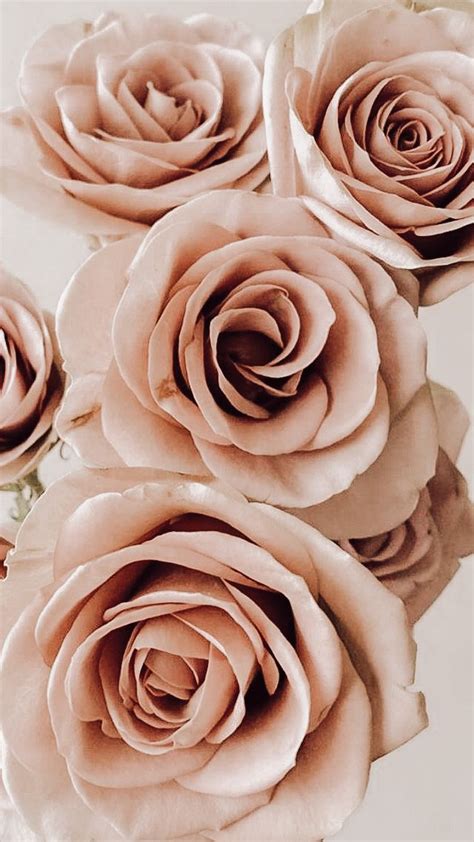 Blush Cafe Roses Wallpaper
