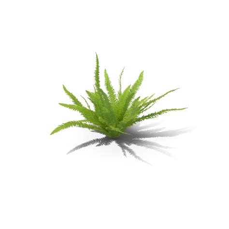 Fern Png Images And Psds For Download Pixelsquid S111935960