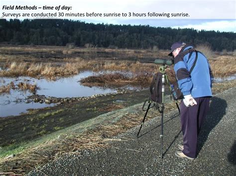 Bird Monitoring Methods Variable Circular Plots Tidal Marsh Monitoring