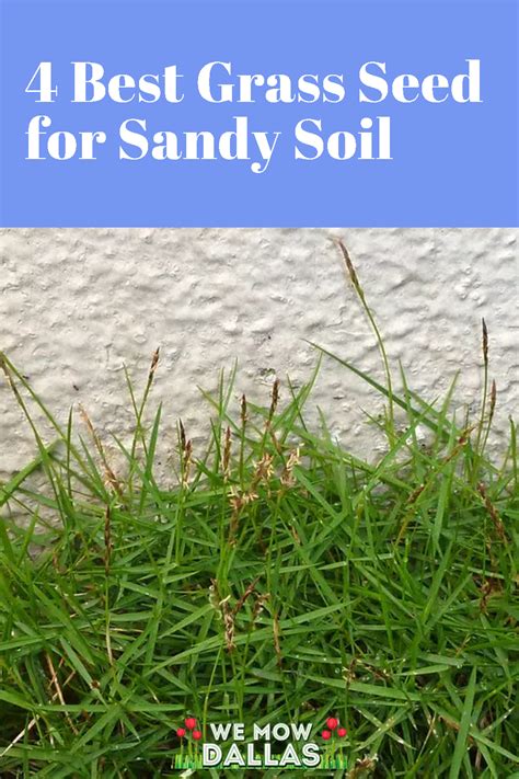Best Grass Seed Rhode Island At Jessie Blaise Blog