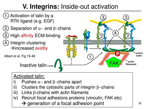 PPT Cell Adhesion And ECM PowerPoint Presentation Free Download ID