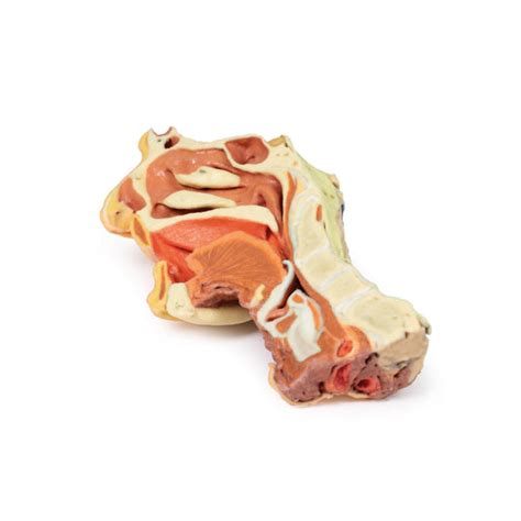 3d Printed Deep Face Infratemporal Fossa Model 3d Printed Deep Face