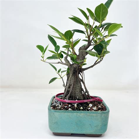 Gensing Ficus Bonsai Tree No 11770 At Bonsai Outlet