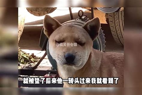 盘点那些倒霉的汪汪队今天的快乐建立在狗子身上