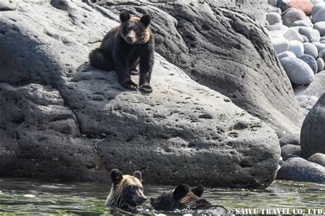 北海道：知床半島・羅臼 ワイルドライフ Wildlife ～世界の野生動物観察日記～