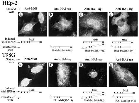 Subcellular Localization Of Ifn Induced Wild Type Mxb Protein And