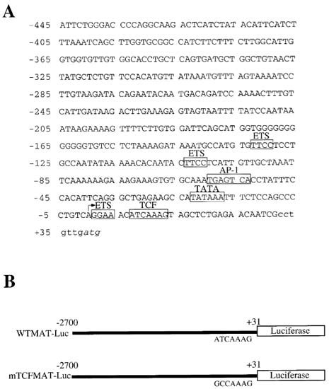 The Murine Matrilysin Promoter A Sequence Of Murine Matrilysin