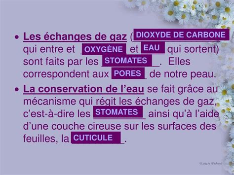 PPT Structures Et Fonctions Des Parties De La Plante PowerPoint