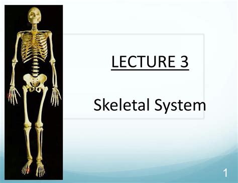 SOLUTION Lecture Skeletal System Studypool