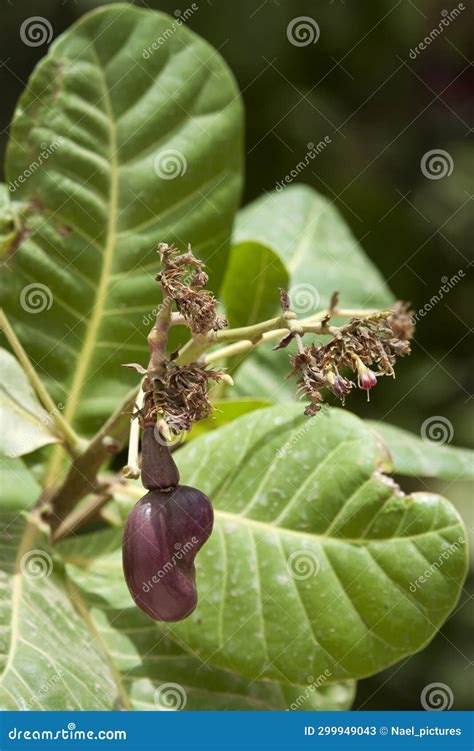 Close Up On A Cashew Tree Stock Image Image Of Close 299949043