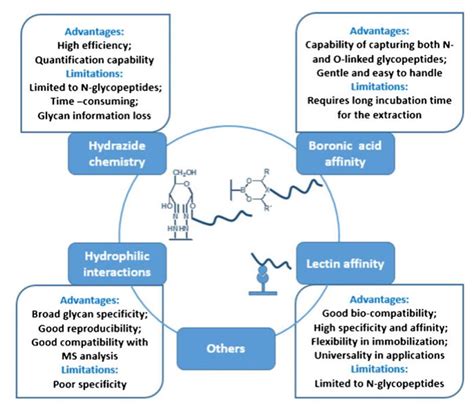 Glycopeptides Mass Spectrometry Analysis And Enrichment Techniques