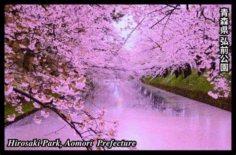 Sakura桜 Il Fiore Di Ciliegio Giapponese Tamashī 魂