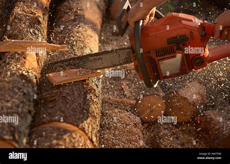 A Man Cutting Tree With Chainsaw Stock Photo Alamy