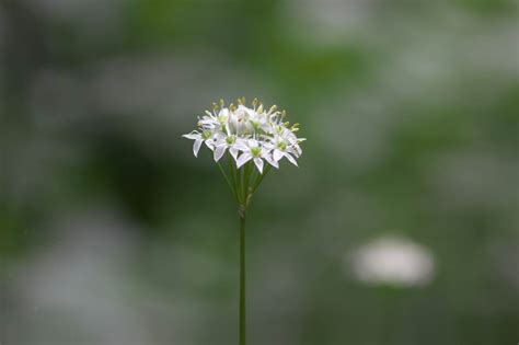 Allium Tuberosum Nira