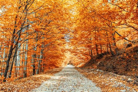 Camino En El Bosque Del Otoño Foto De Archivo Imagen De Belleza