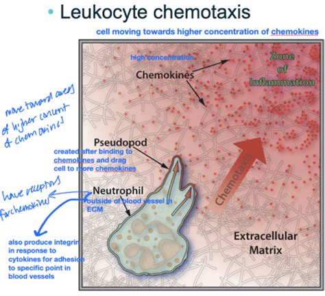 Pid Block 4 Immunology Flashcards Quizlet