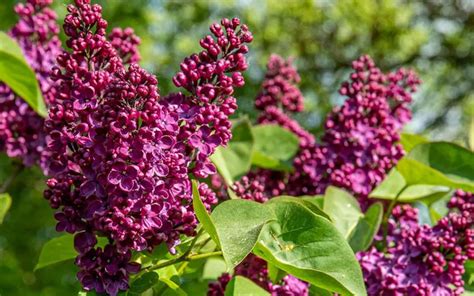 Buy Ludwig Spaeth French Lilac Syringa Free Shipping Wilson Bros