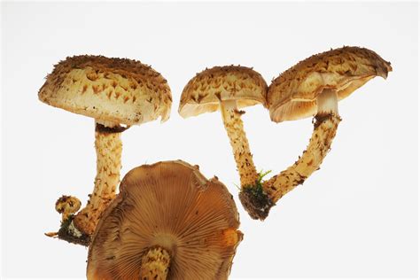 Pholiota Sp