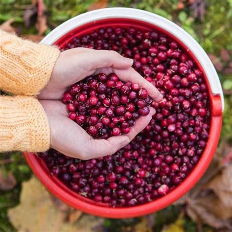 Клюква в сахарной пудре Пацалункi Падарункi купить в Беларуси