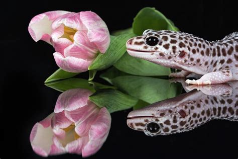 Step-by-Step Guide: Building a Moist Hide for Your Leopard Gecko