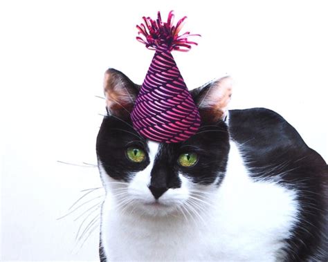 Happy Birthday Black And White Cat