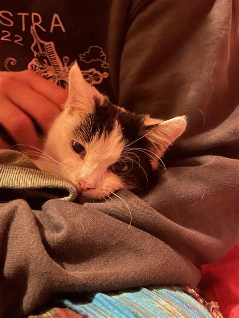 Grumpy Munchkin Are Her Bath R Cats