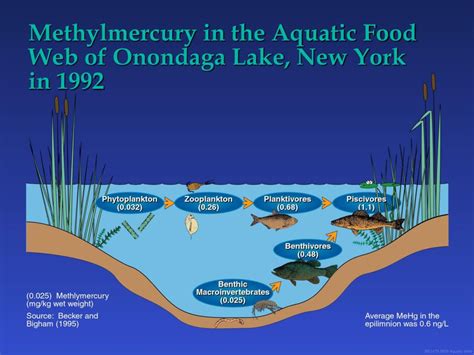 Ppt Mercury In The Onondaga Lake Remedy Powerpoint Presentation Free Download Id5752521